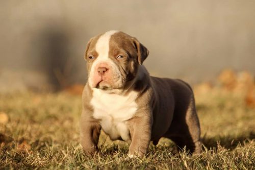 Texas american bully breeder - top american bully bloodlines in USA ...
